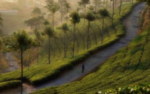 Dooars: All Info and Handpicked, Best Places to Stay